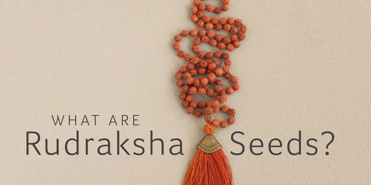 What Are Rudraksha Seeds? – Buddha Groove